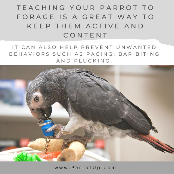 Teach Your Parrot to Forage in Just a Few Easy Steps! – Parrot Up