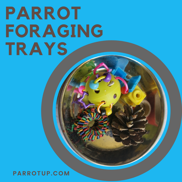 Easy Foraging Trays – Parrot Up